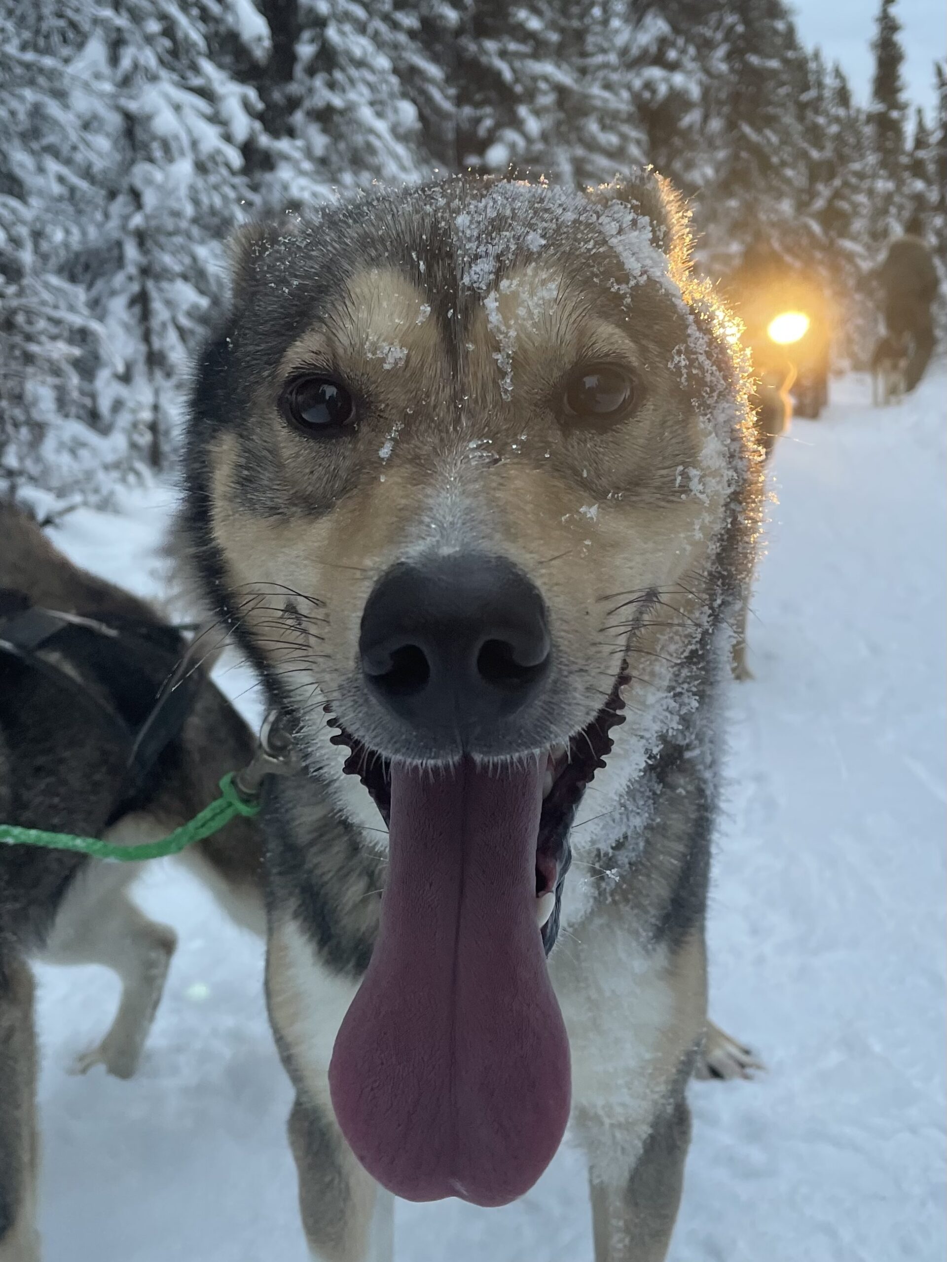 Meet our dogs - Alaska Wilderness Adventures
