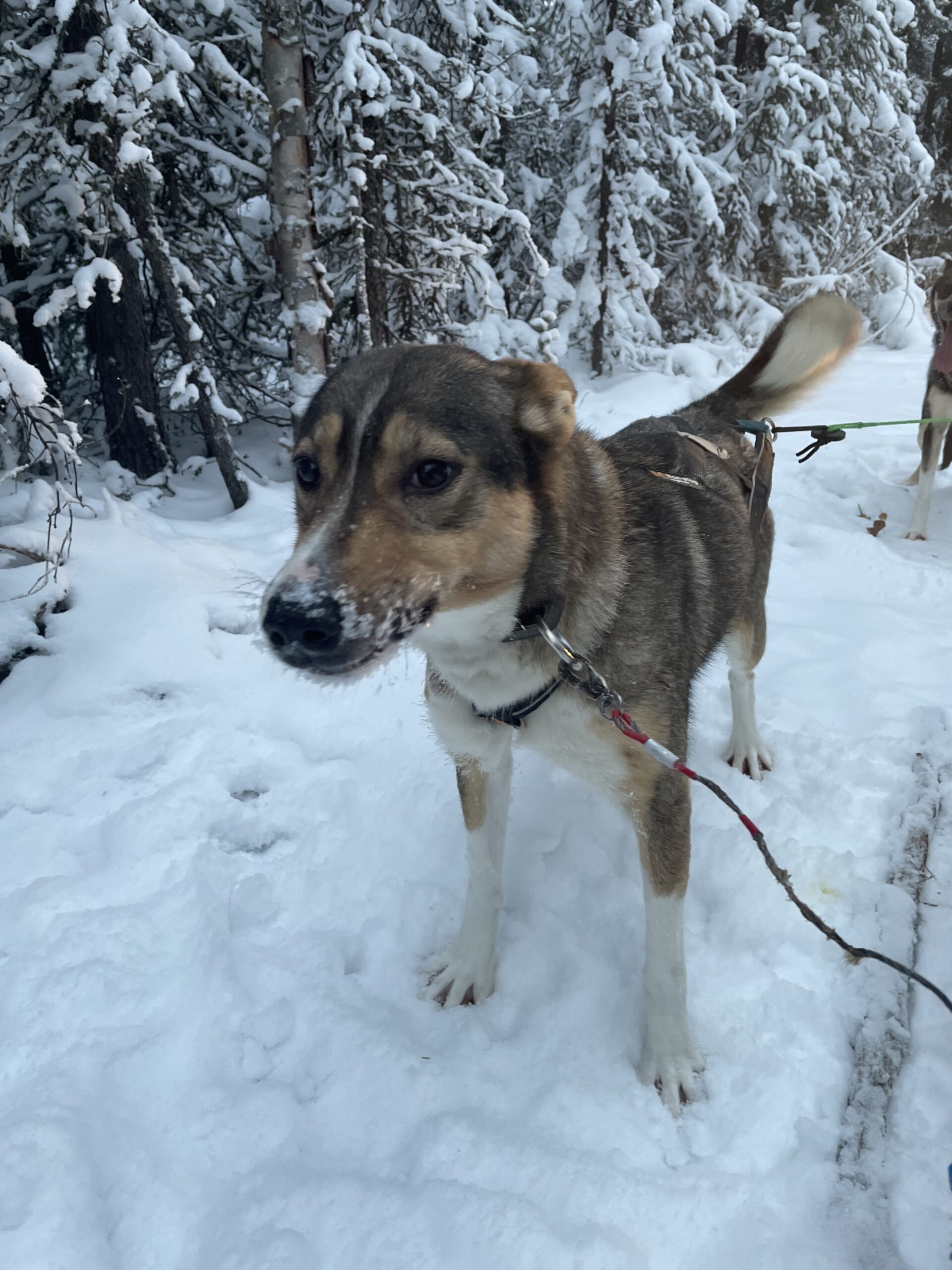 Meet our dogs - Alaska Wilderness Adventures