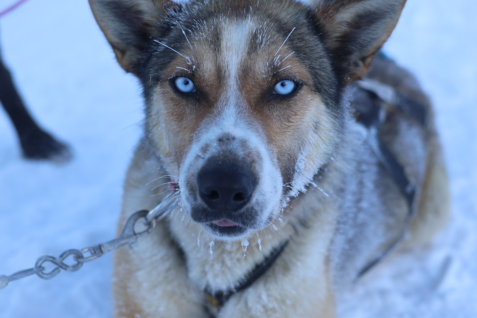 Meet our dogs - Alaska Wilderness Adventures